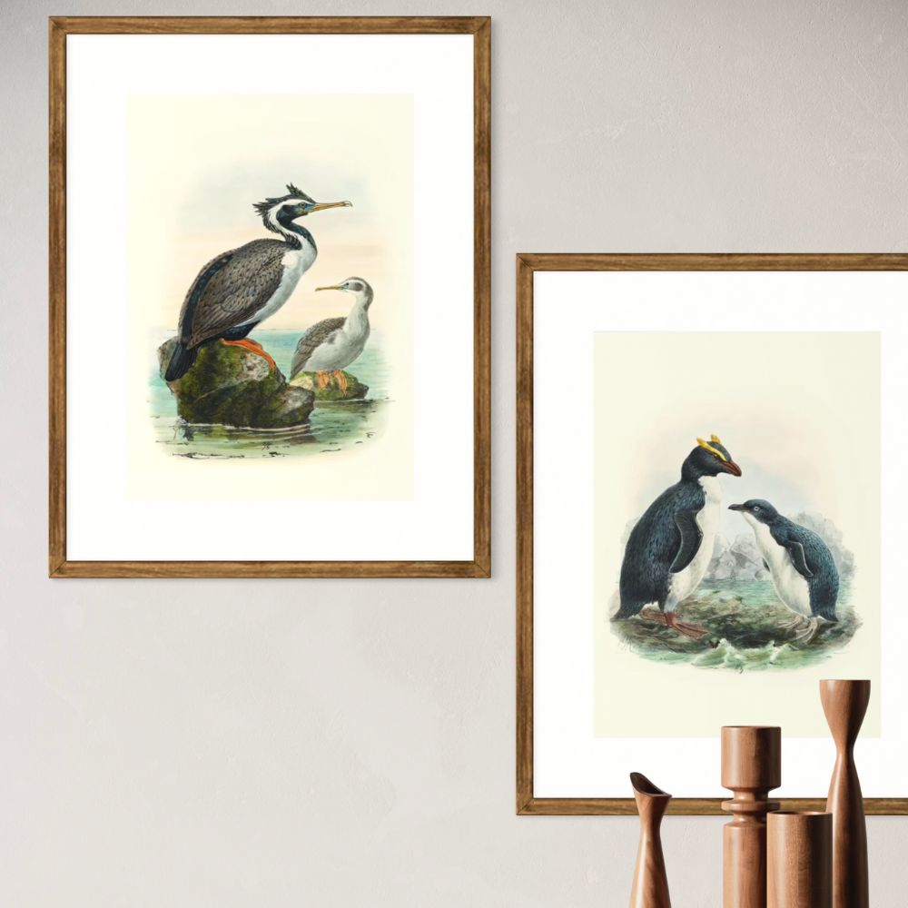 Johannes Keulemans - Print - Spotted Shag - Kawau Tikitiki – Tikitibu.com